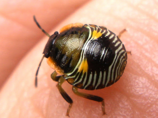 Shield Bug Nymph | Project Noah