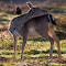 Fallow deer | Project Noah