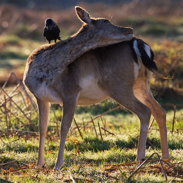 Fallow deer | Project Noah