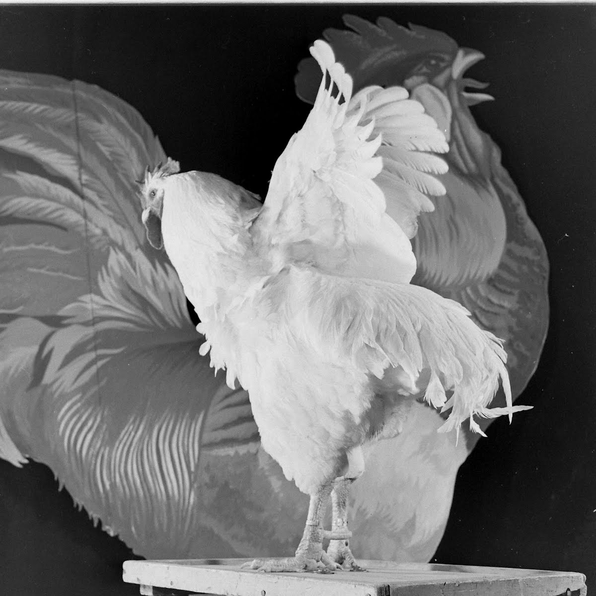 Warner-Pathe Rooster Crowing Contest, Oklahoma City - Cornell Capa ...