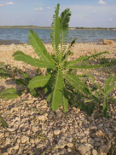 Mesquite Sapling | Project Noah