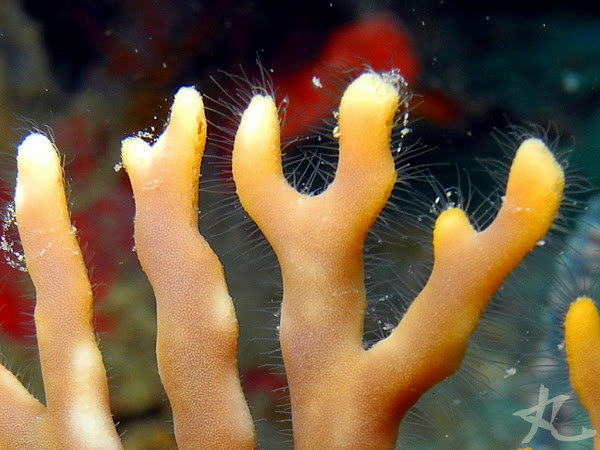 Lace Coral | Project Noah