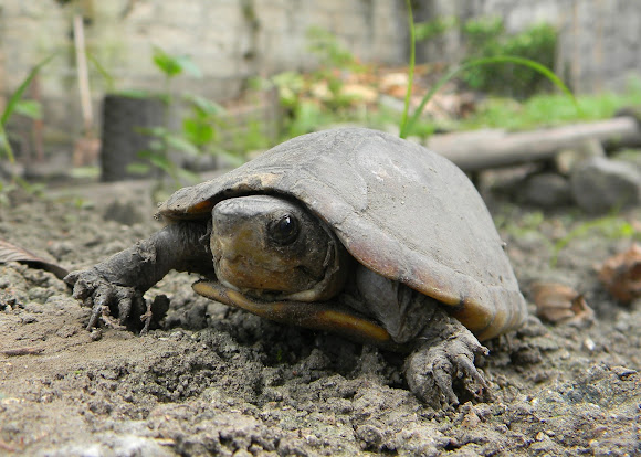 Morrocoy - Scorpion Mud Turtle | Project Noah