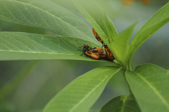 Milkweed Bug (instars) | Project Noah
