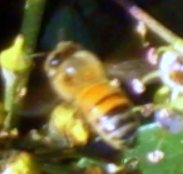 Africanized bee | Project Noah