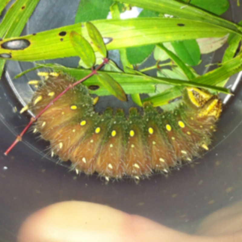 Imperial Moth larva | Project Noah