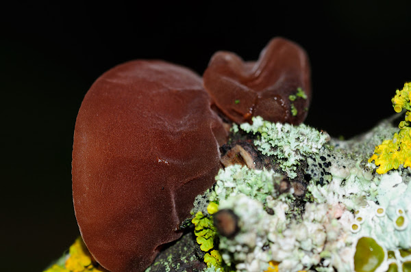 Judas Ear, Oreja de Judas | Project Noah