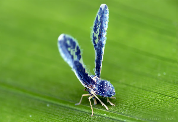 Derbid Planthopper | Project Noah