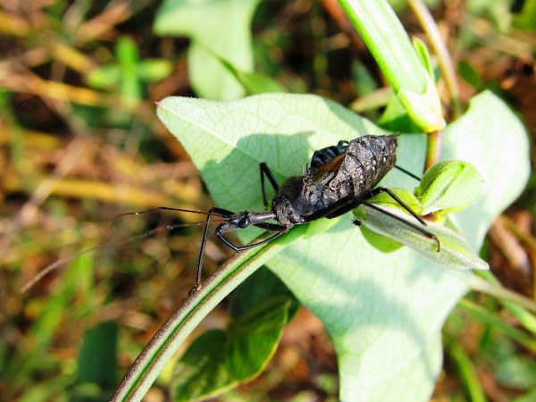 Assassin Bug | Project Noah