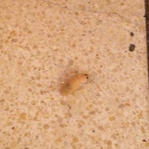Recently-molted cockroach | Project Noah