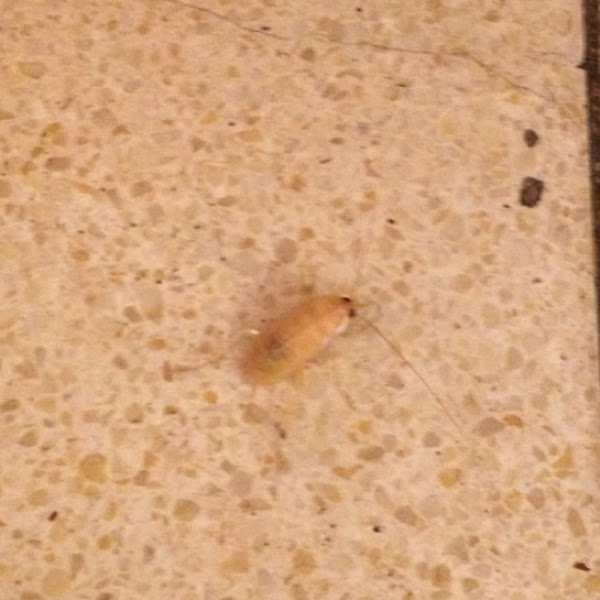 Recently-molted cockroach | Project Noah