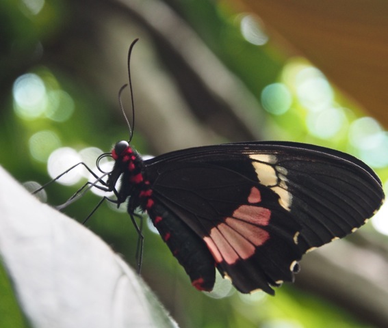 True Cattleheart | Project Noah