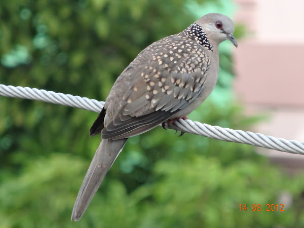 Spotted Dove | Project Noah
