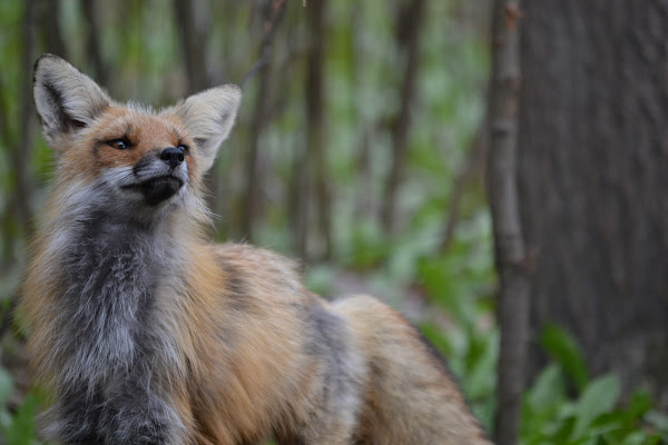 Red Fox | Project Noah