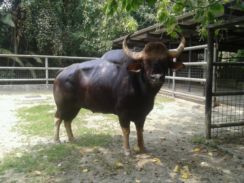 Seladang | Project Noah