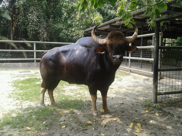 Seladang | Project Noah