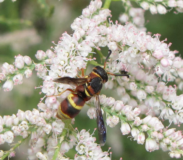 Mason wasp (male) | Project Noah