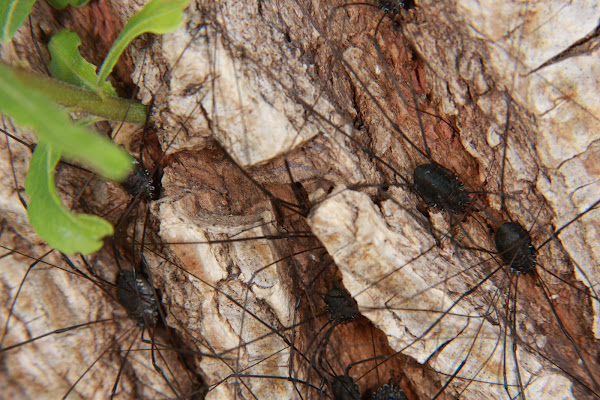 Araña patona | Project Noah