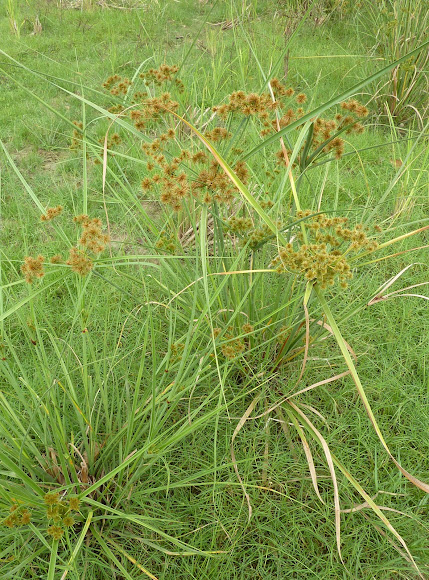 Small Flower Umbrella Sedge | Project Noah