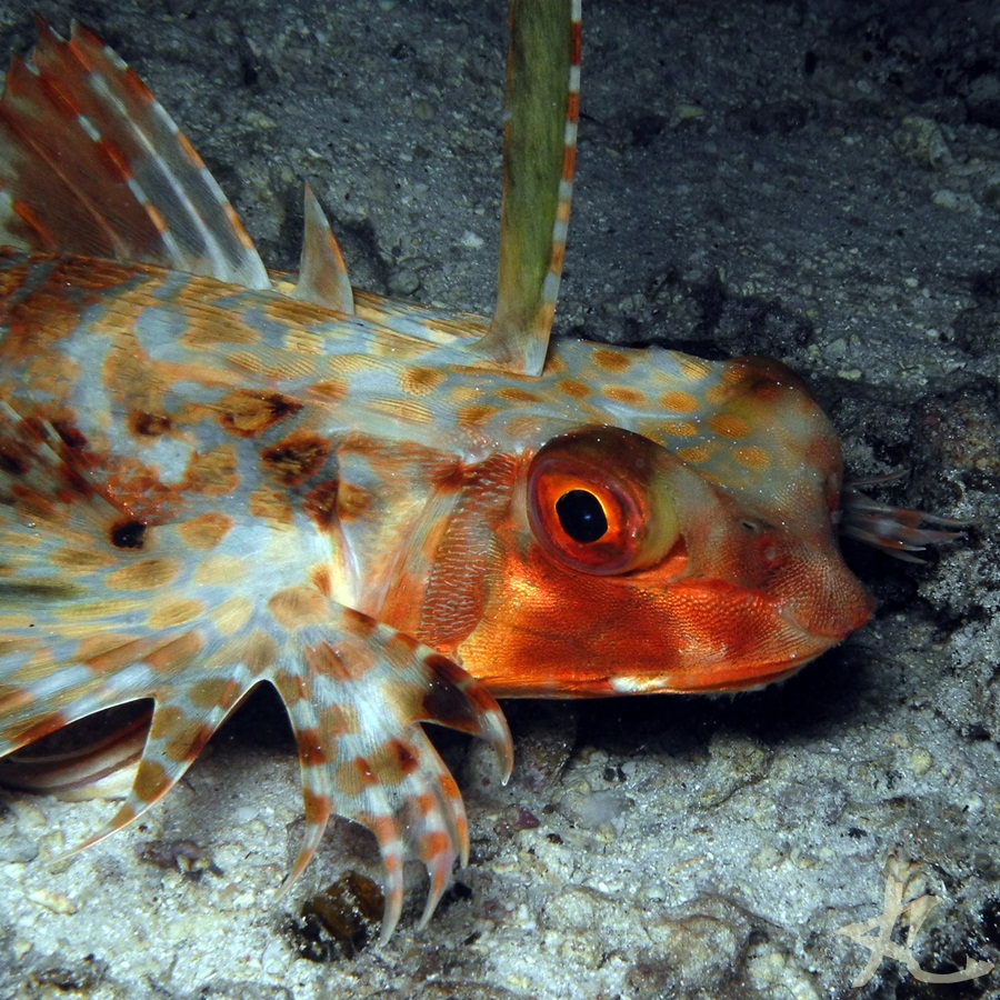Oriental Flying Gurnard | Project Noah