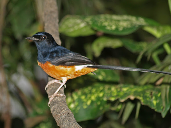 White-rumped Shama | Project Noah