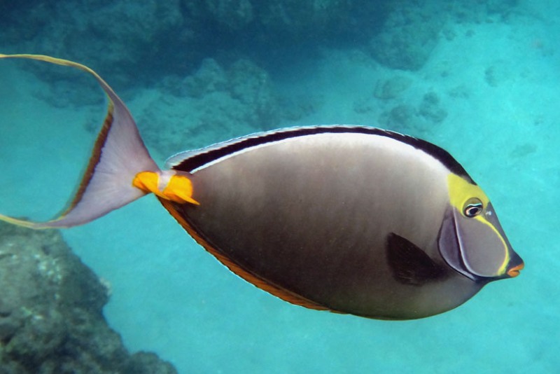 Orangespine Unicornfish | Project Noah