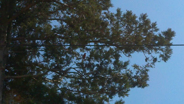 Northern Cardinal | Project Noah