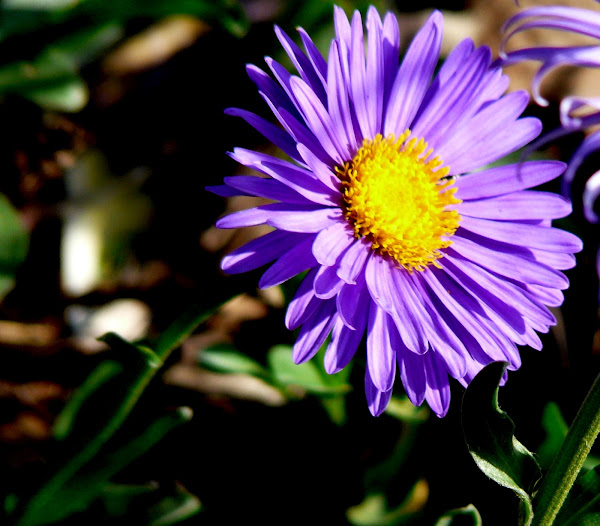 PURPLE ASTER | Project Noah