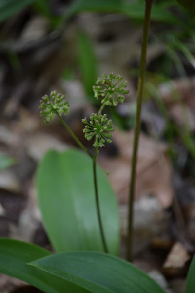 Wild Sarsaparilla | Project Noah