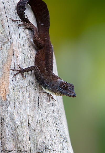 Habana Anole | Project Noah