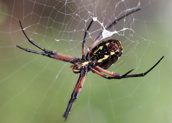 Corn Spider | Project Noah