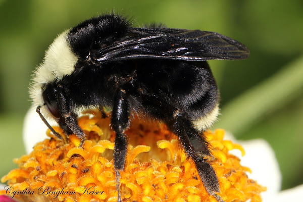 Yellow-faced Bumblebee | Project Noah