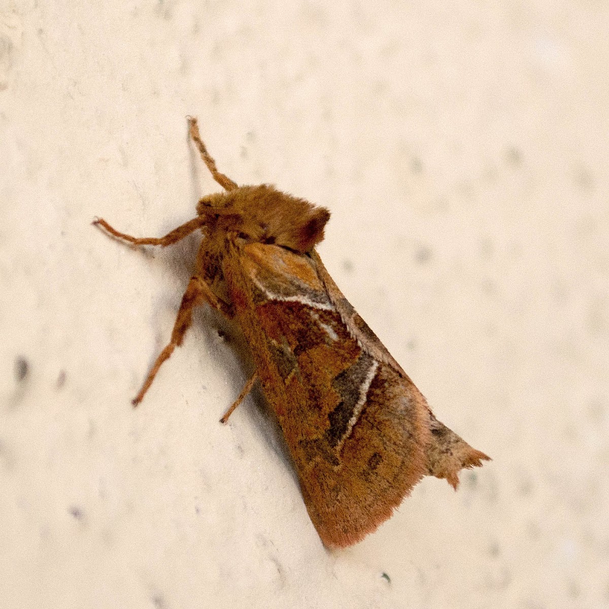 Orange Swift or Wood Swift Moth | Project Noah