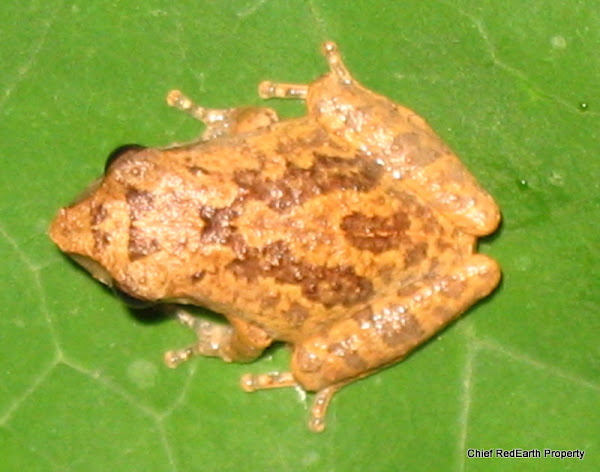 Indian Tree Frog, Chunam tree frog, Himalayan tree frog | Project Noah