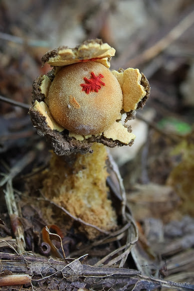 Collared Calostoma | Project Noah
