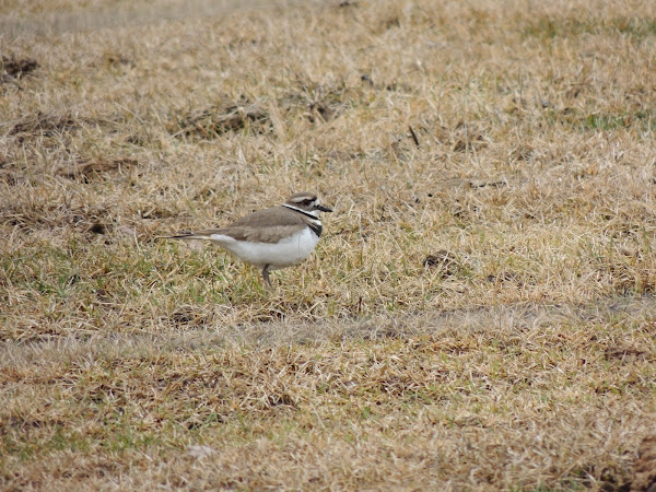 Killdeer | Project Noah