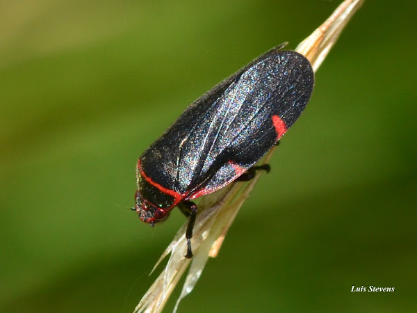 Spittlebug | Project Noah