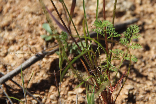 Silver Puffs | Project Noah