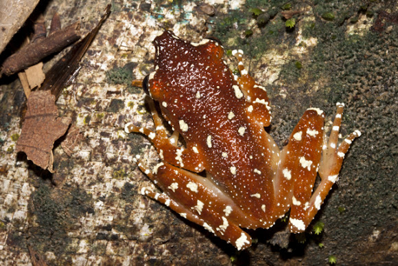 Cinnamon Tree frog Nyctixalus | Project Noah
