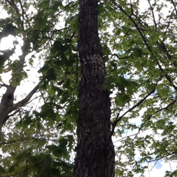 White Oak | Project Noah