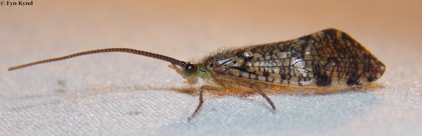 Giant Casemaker | Project Noah