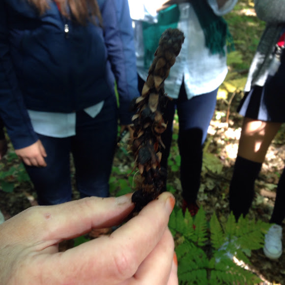 Squaw root | Project Noah