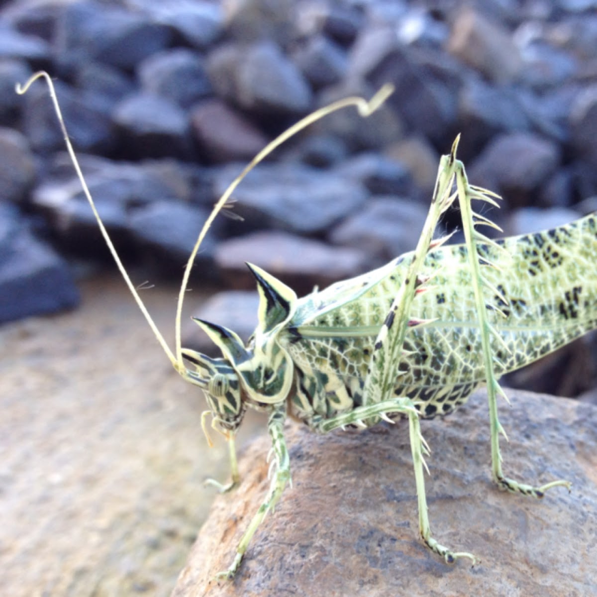 Lichen katydid | Project Noah