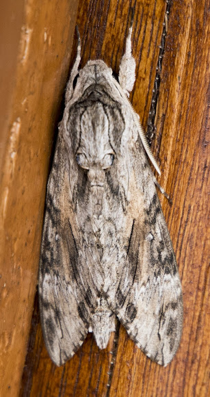 Convolvulus Hawk-moth (male) | Project Noah