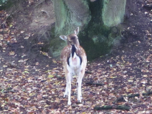 Fallow Deer | Project Noah
