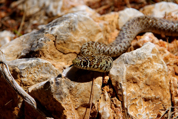 Balkan whip snake (Δενδρογαλιά) | Project Noah
