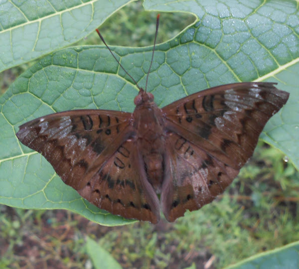 Common Baron | Project Noah