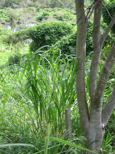 Guinea Grass Project Noah