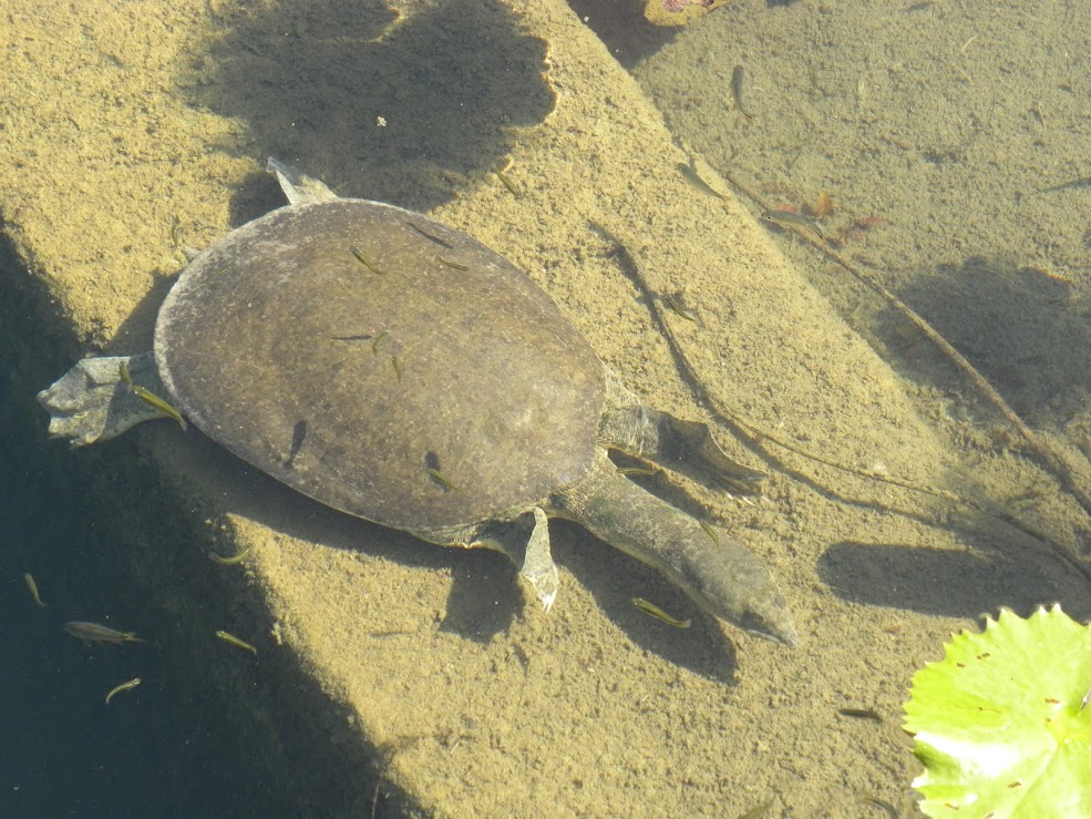 Black Spiny Softshell Turtle, Cuatro Cienegas black turtle | Project Noah