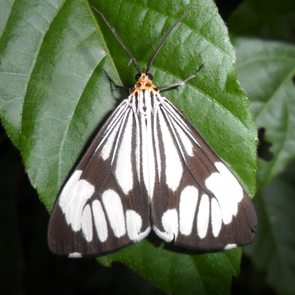 Marbled White Moth | Project Noah
